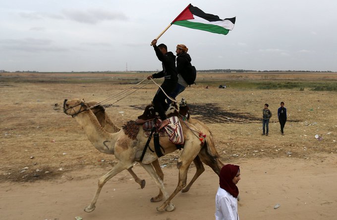 Palestinians Hold Camel Race on Airport Runway in Gaza | Al Bawaba
