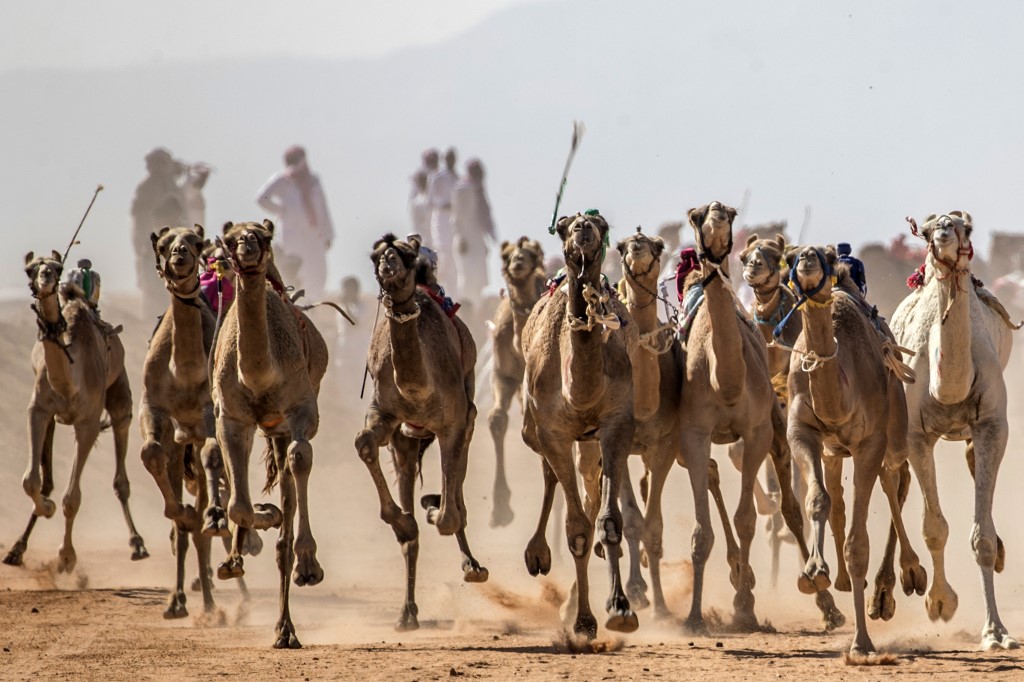 Old Days Return: Bedouins' Camel Race in The Sinai Desert | Al Bawaba