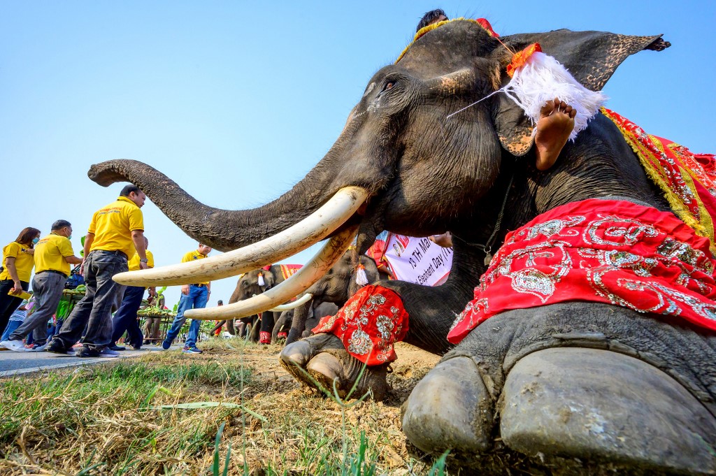 Let's Celebrate The Magnificent Elephant on This Day! | Al Bawaba