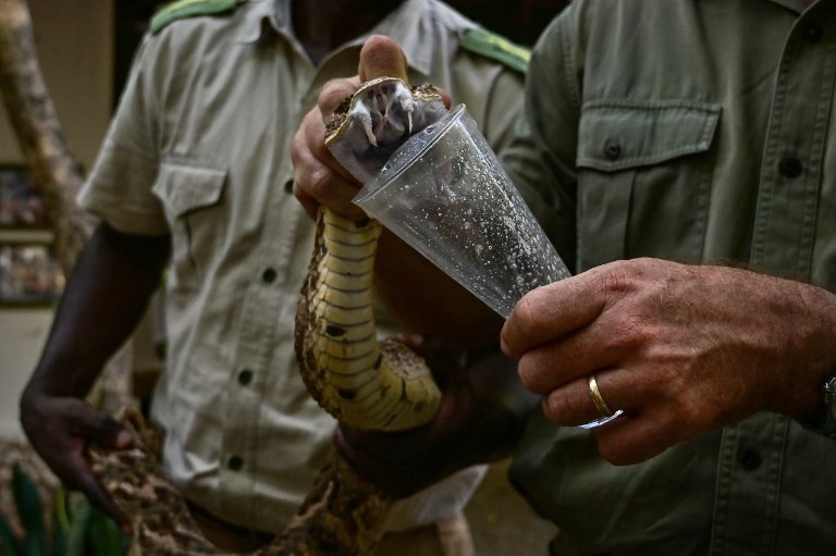 Snakes Bites in Africa: Where is the Anti-Venom? | Al Bawaba