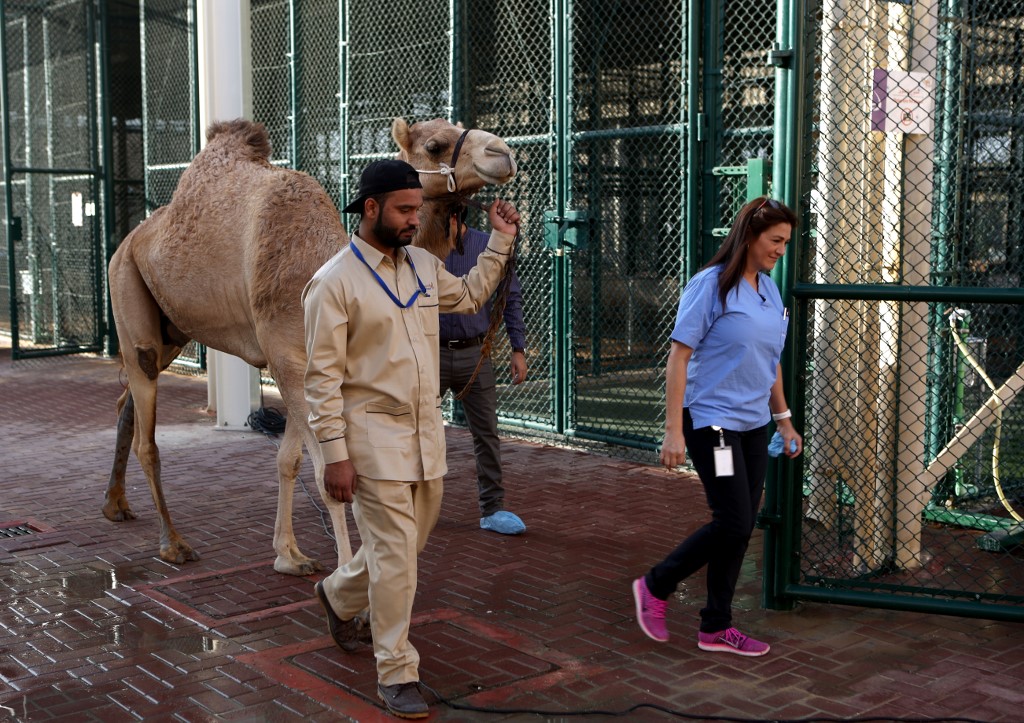 A Sneak Inside the First Camel Hospital in Dubai | Al Bawaba