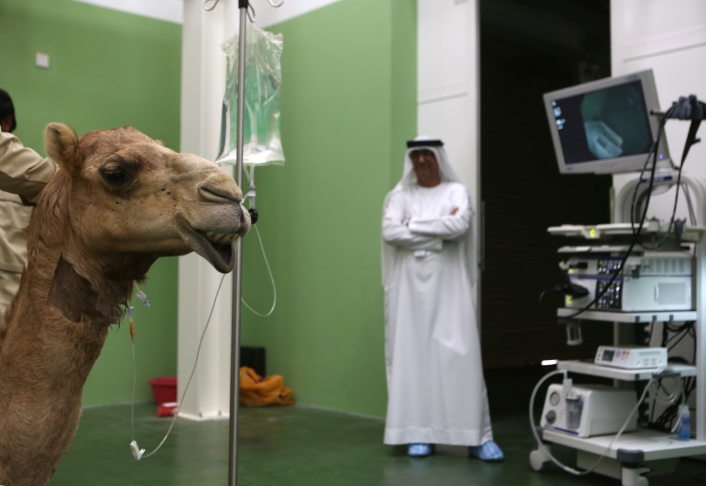A Sneak Inside the First Camel Hospital in Dubai | Al Bawaba
