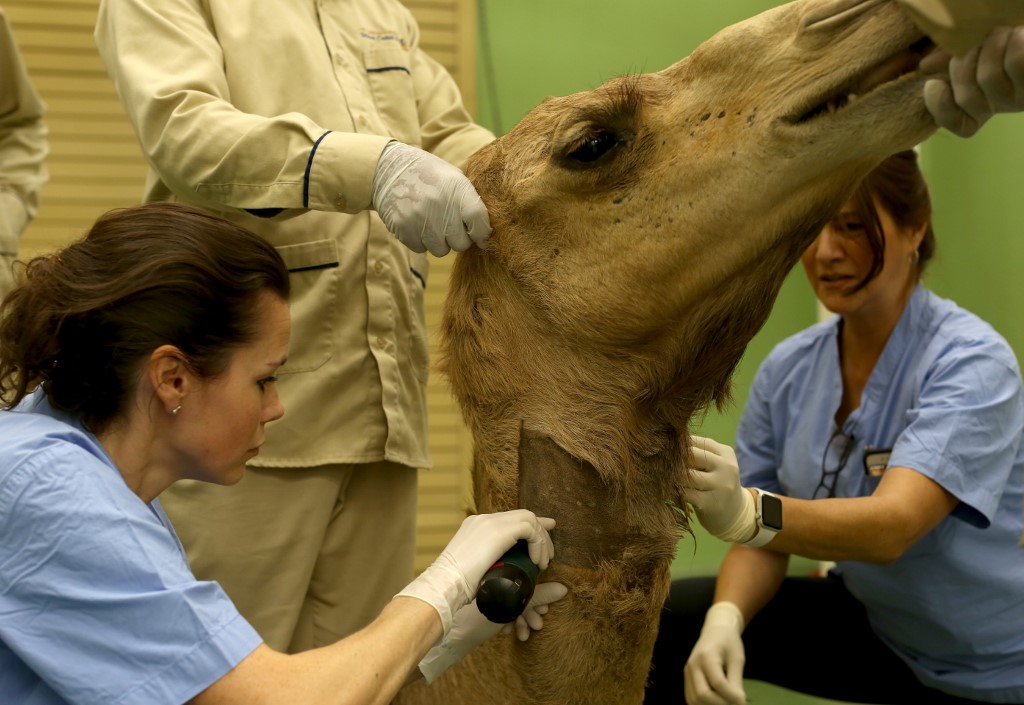 A Sneak Inside the First Camel Hospital in Dubai | Al Bawaba