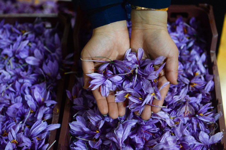 Red Gold: Saffron from Afghanistan | Al Bawaba