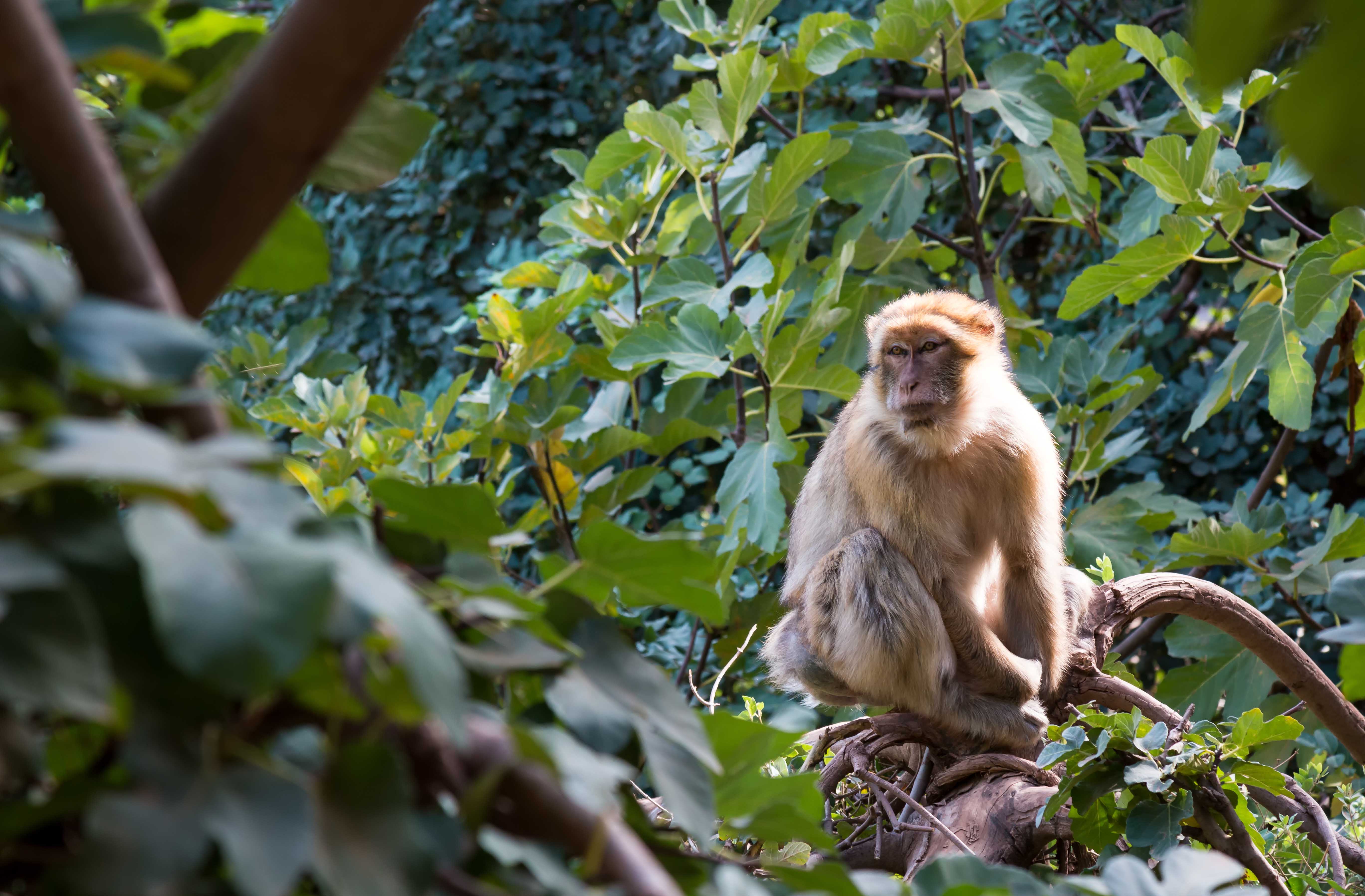 Mutant Rats and Mine-busting Monkeys - 8 Surprising Facts from the ...