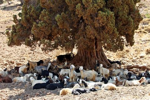 Saving Lebanon's juniper trees | Al Bawaba