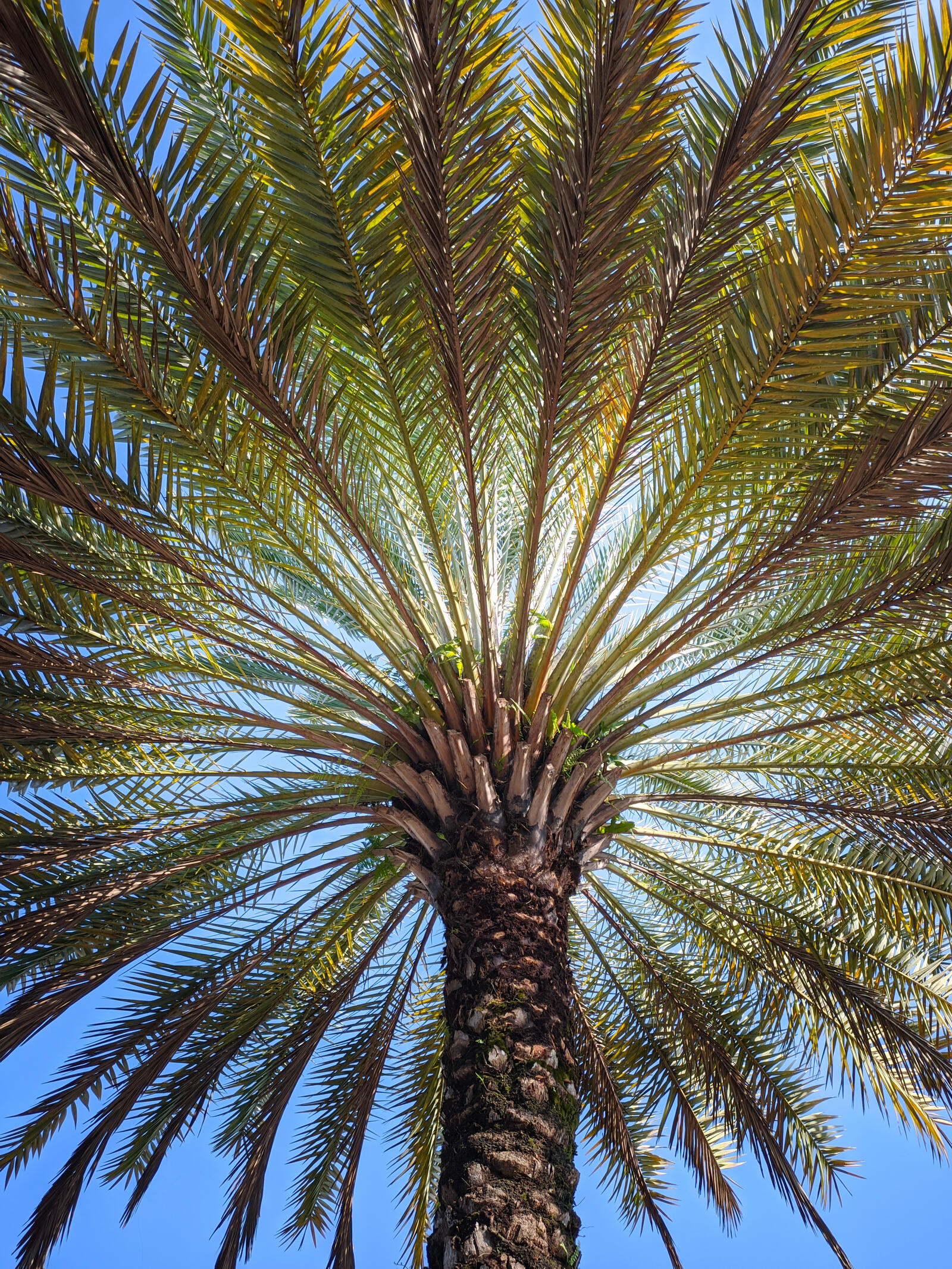 Palm tree: Arab dates to the world | Al Bawaba