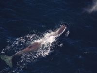 Maritta Hallani Slimed & Drunk Fatma Alsafi.. Albawaba Entz Weekly Picks! | Al Bawaba