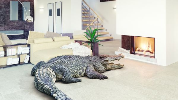 Florida man bit by alligator that knocked his door | Al Bawaba