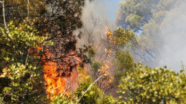 Video: wildfire engulfs roads in Italy's Sicily | Al Bawaba