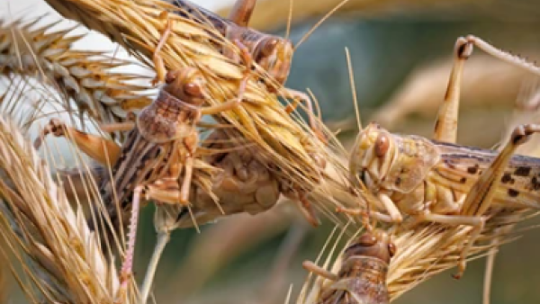 Flying feast: Locusts as an unexpected culinary delight | Al Bawaba