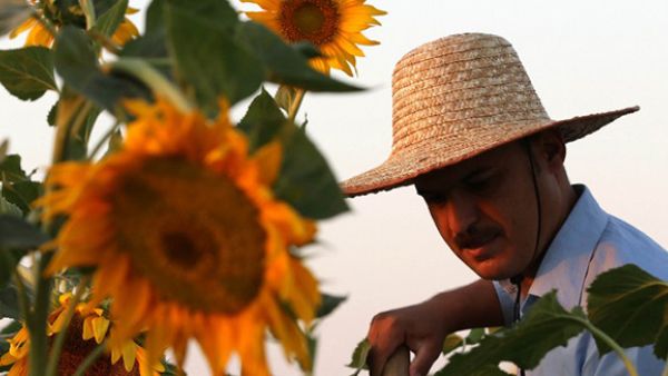 A Kurdish man harvests sunflowers in a field in the district of Raniya ...