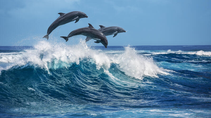 Dolphins Need Certain Ecosystems to Survive | Al Bawaba