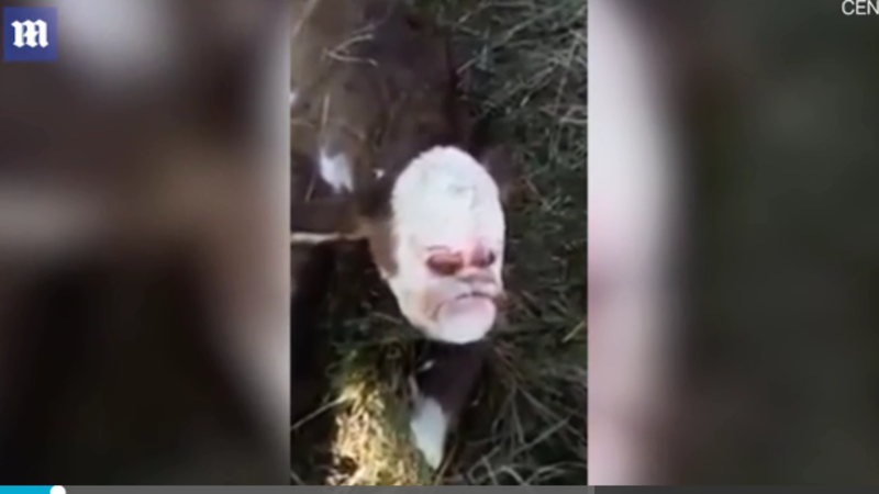 Argentina Farmers Shocked by Mutant Calf Born With a 'Human' Face | Al ...