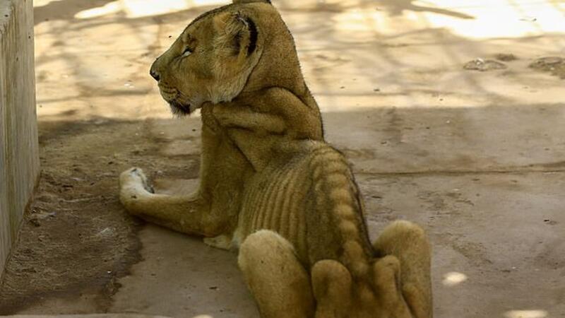 Suffering Lions in Sudanese Zoo Finally Get Life-saving Treatment | Al ...