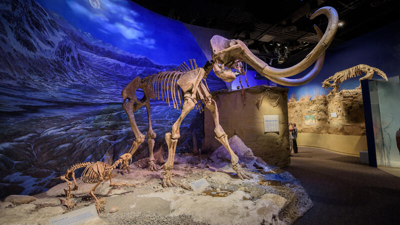 Russian Scientists Find Well-preserved Skeleton of a Mammoth in Siberia ...