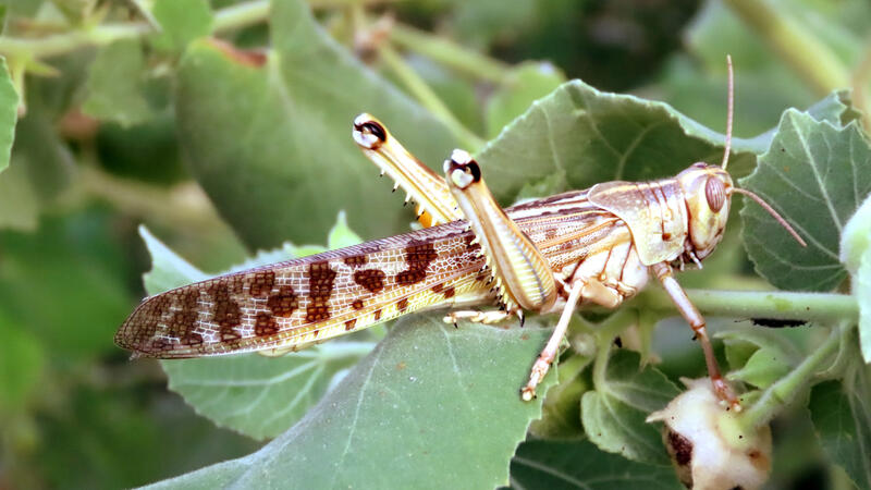 Swarming Locusts Destroy Crops in Southwest China | Al Bawaba