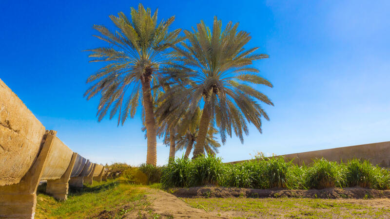 Saudi Arabia’s Al-Ahsa Oasis Wins World Record With Over 2.5 Million ...