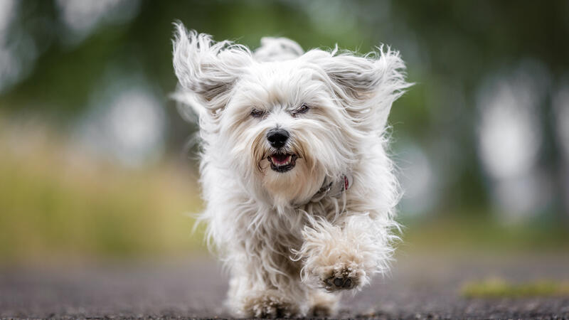That's Loyalty! Dou Dou, The Dog, Travels 37 Miles in 26 Days to Find ...