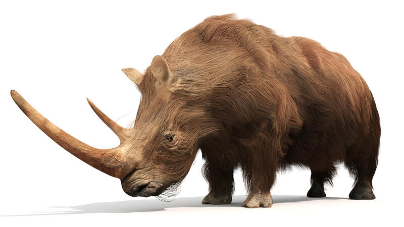 Frozen Carcass of Rhinoceros From The Ice Age Recovered in Siberia | Al ...
