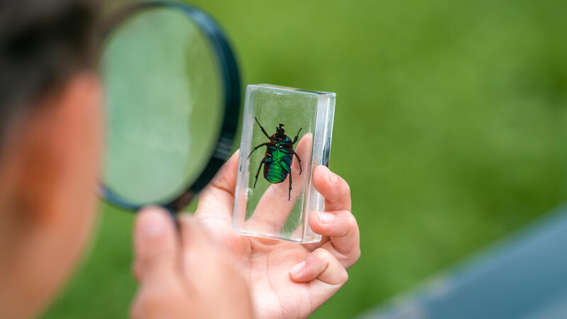 Scientists Discover 5 New Insect Species | Al Bawaba