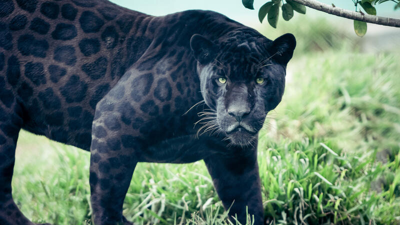 Extremely Rare Black Leopard Spotted in India Wildlife Park | Al Bawaba