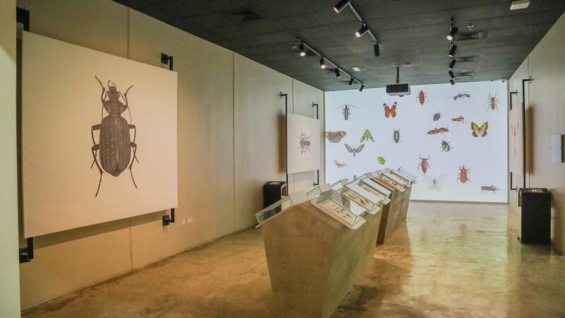 The Environment and Protected Areas Authority in Sharjah Welcomes Over ...