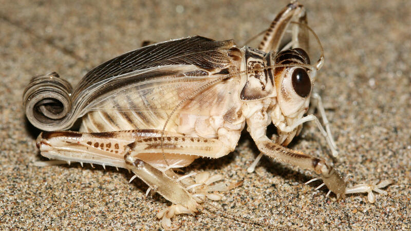 This Insect Can Only be Found in Turkey, Nowhere Else in The World ...