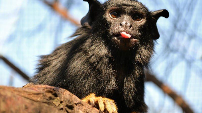 Red-Handed Monkeys Can Change 'Accent' to Avoid Conflict! | Al Bawaba