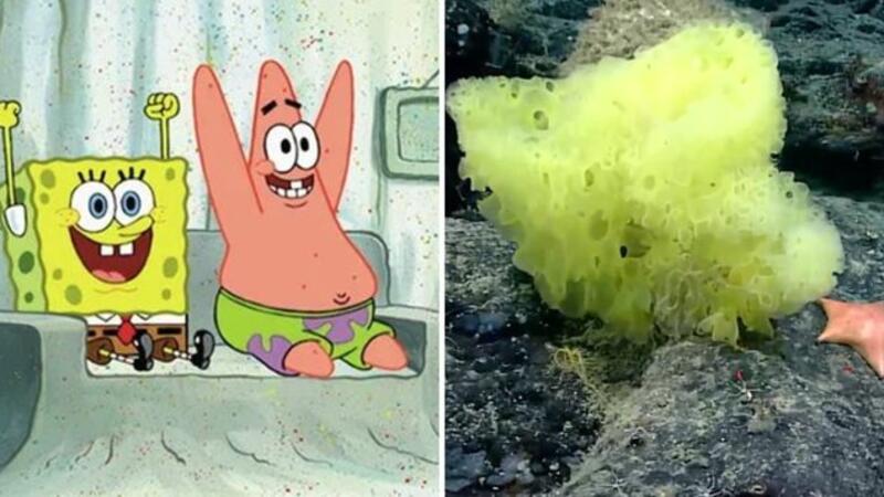 They do Exist! Scientists Spot a 'Real-Life' SpongeBob SquarePants and ...