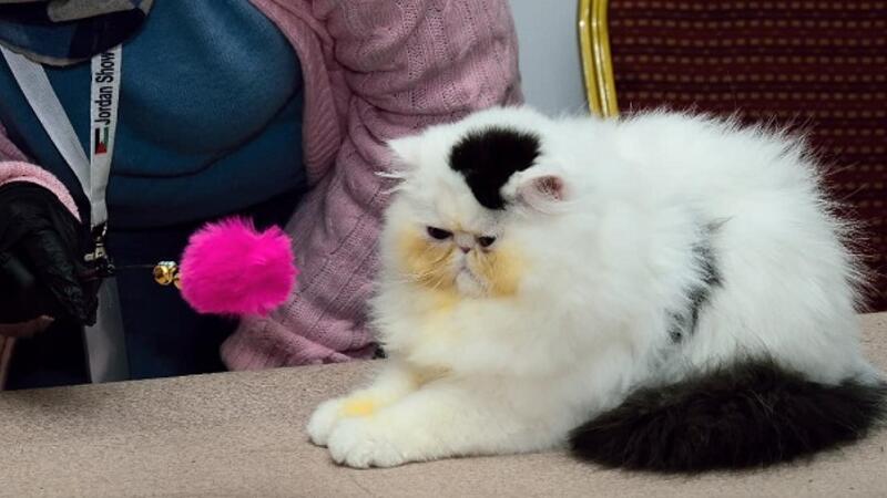 Cat Beauty Contest in Amman Held to Brighten up Our Drab Lives | Al Bawaba