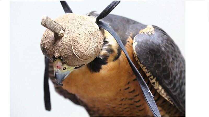 NYU Abu Dhabi Researchers Unlock Keys To Falcons’ Evolutionary Success ...