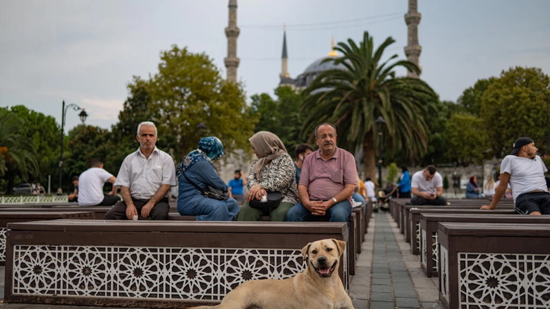 Stray Dogs Spark Political Storm in Istanbul | Al Bawaba