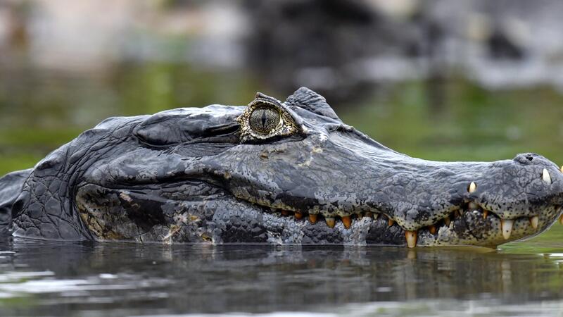 2 alligators devour Australian man on hunting trip | Al Bawaba
