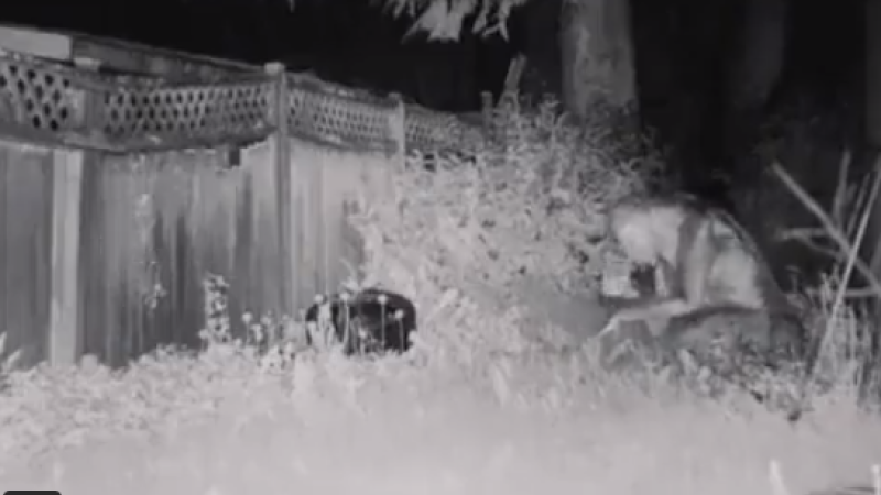 US family sees two Aliens in their backyard | Al Bawaba