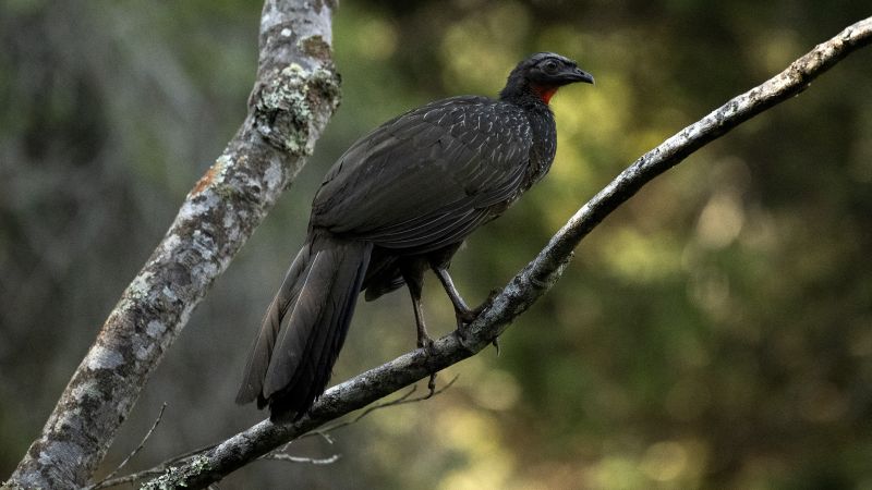Organic Brazilian Jacu coffee: Made from bird droppings | Al Bawaba