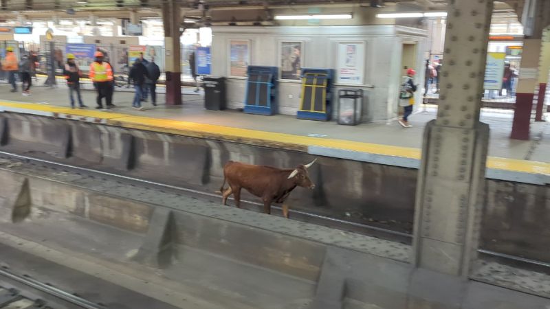 Video of loose bull on Newark Penn Station train tracks in NJ goes ...