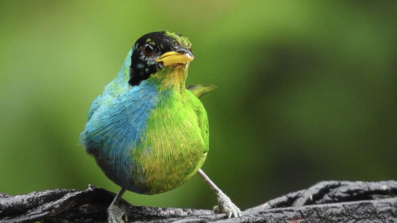 Bird spotted in Colombia with bilateral gynandromorphy | Al Bawaba