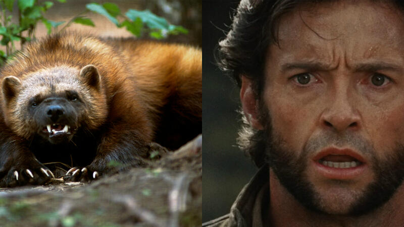 Wolverine Discovers Wolverines Exist, Are Real | Al Bawaba
