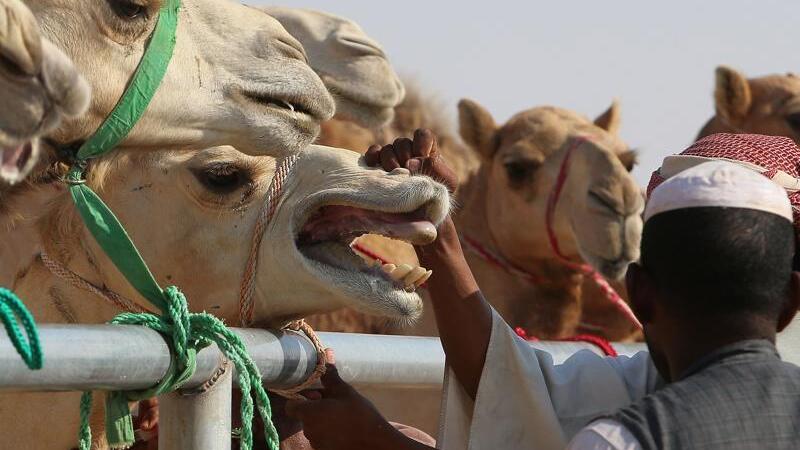 Camel bites man’s finger off… but then he got it back! | Al Bawaba