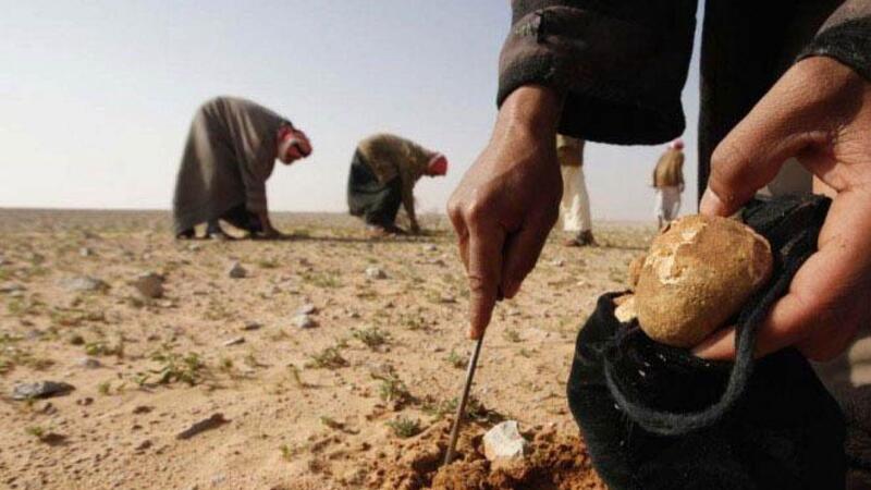 Make sure it's not camel dung! Desert truffle business booming | Al Bawaba