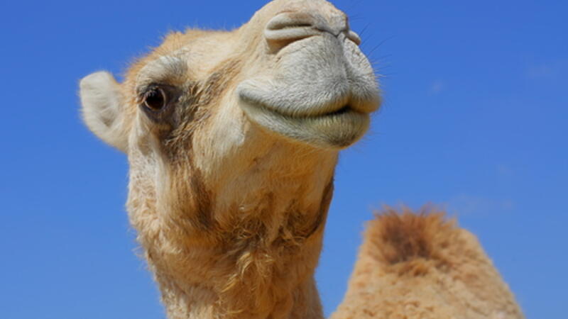 My camel milk brings all the Bedouins to the yard: US licking their ...