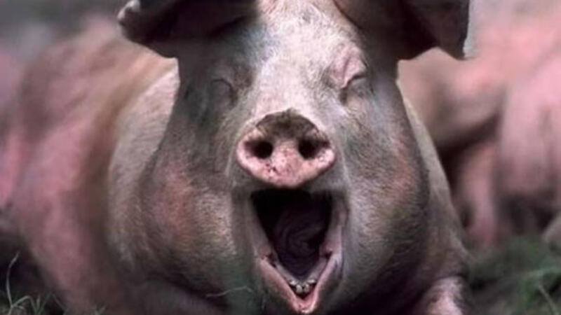 Ya haram! Israeli pigs chase Palestinians off their land | Al Bawaba