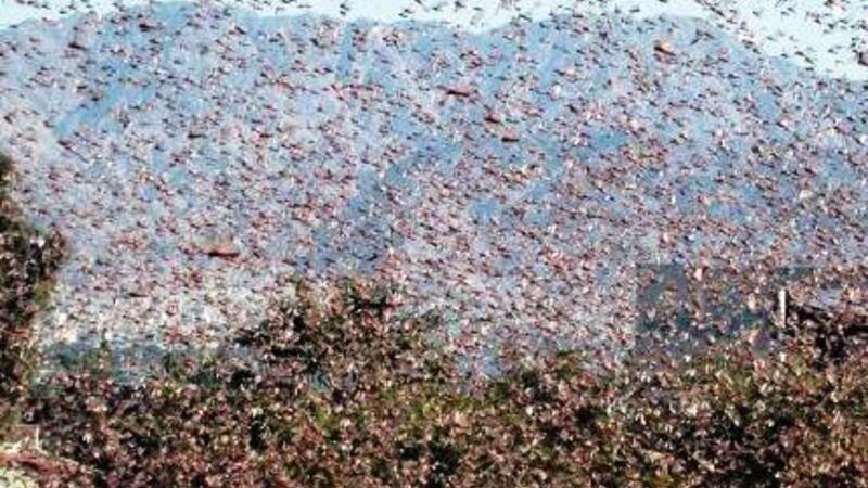 Bug off! Egyptian tweeps blame Brotherhood for 'curse of locusts' | Al ...