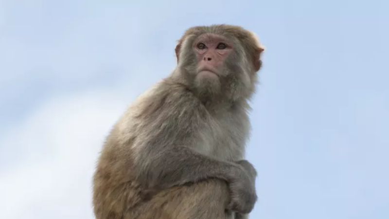 Wandering monkey causes panic in Kuwait | Al Bawaba