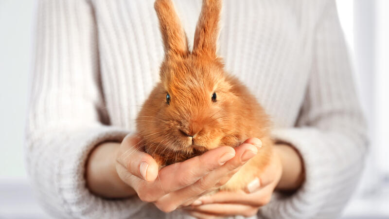 US Pet Rabbit Declared Oldest in World by Guinness After 16th Birthday ...