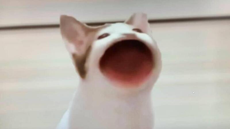 لعبة القطة PopCat تجتاح الانترنت | البوابة