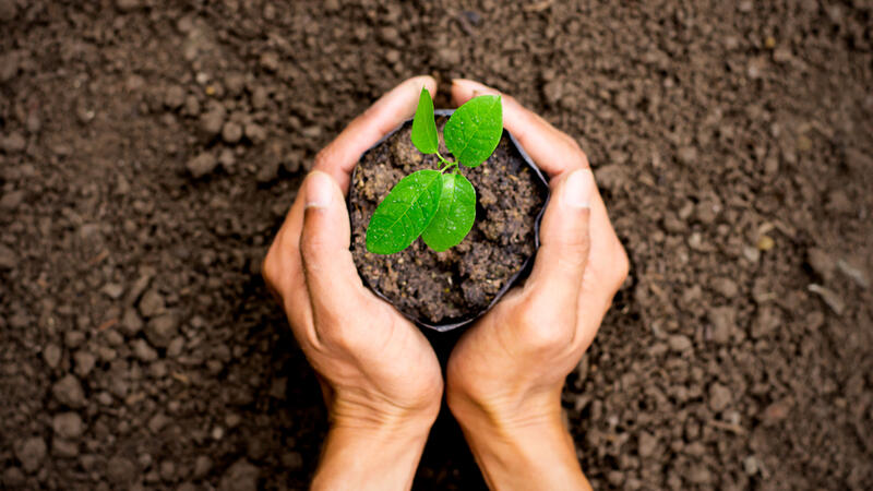 Saudi Arabia Plants 50K Trees in Afforestation Campaign | Al Bawaba