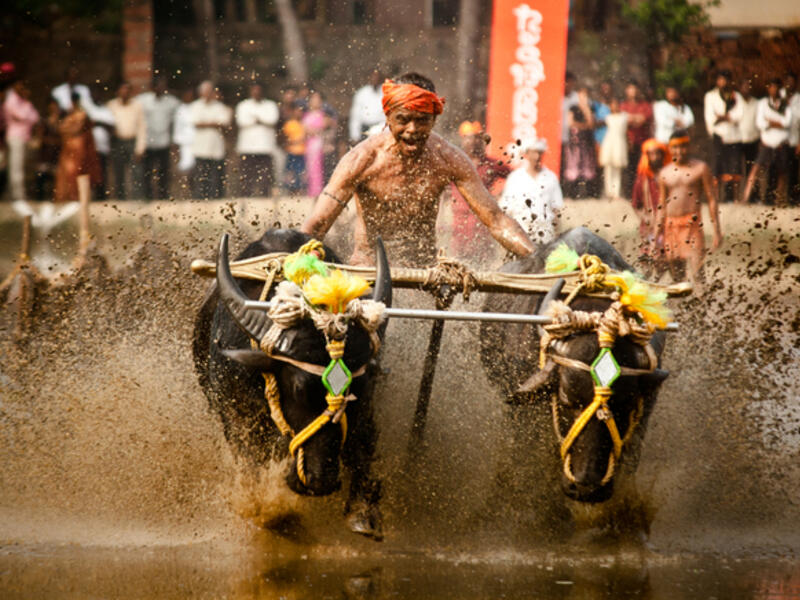 What a Race: Kambala Buffalo Run is an Indian Tradition | Al Bawaba