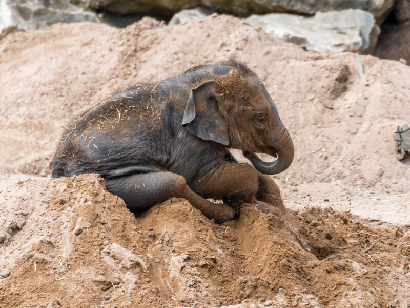 Editor's Choice | Al Bawaba